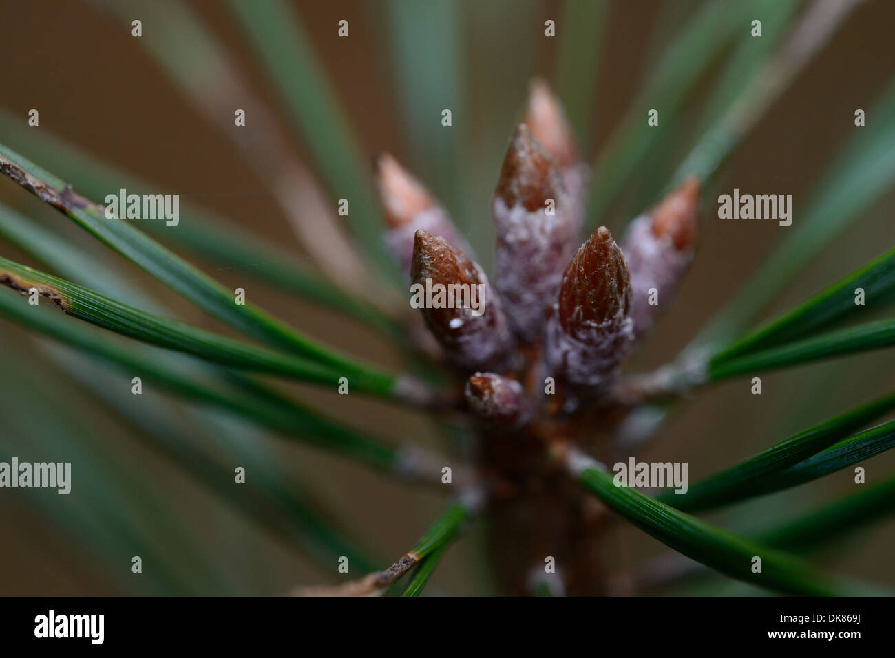 A pine tree branch Stock Photo - Alamy