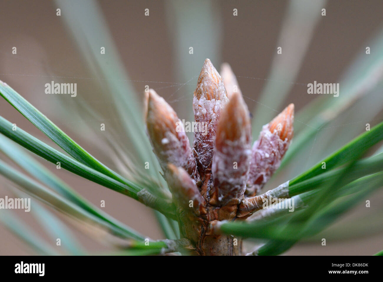 A pine tree branch Stock Photo - Alamy