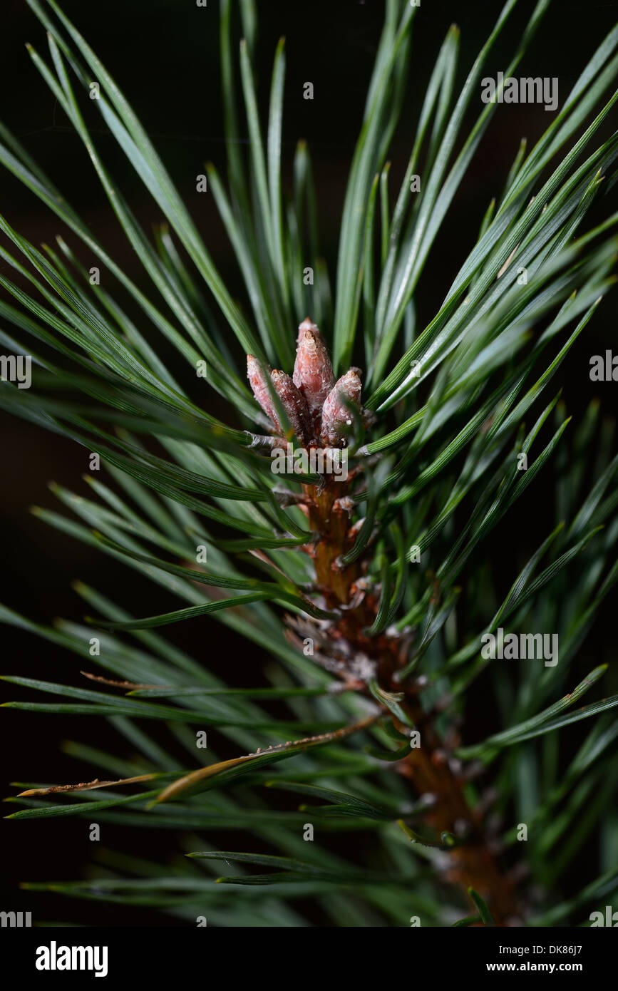Needles pine tree hi-res stock photography and images - Alamy