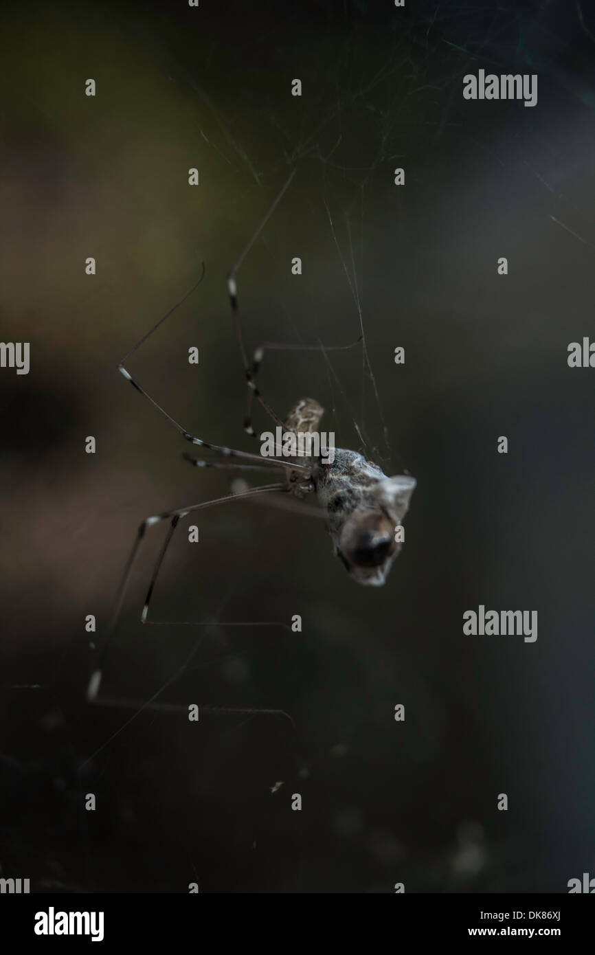 spider consuming fly Stock Photo - Alamy