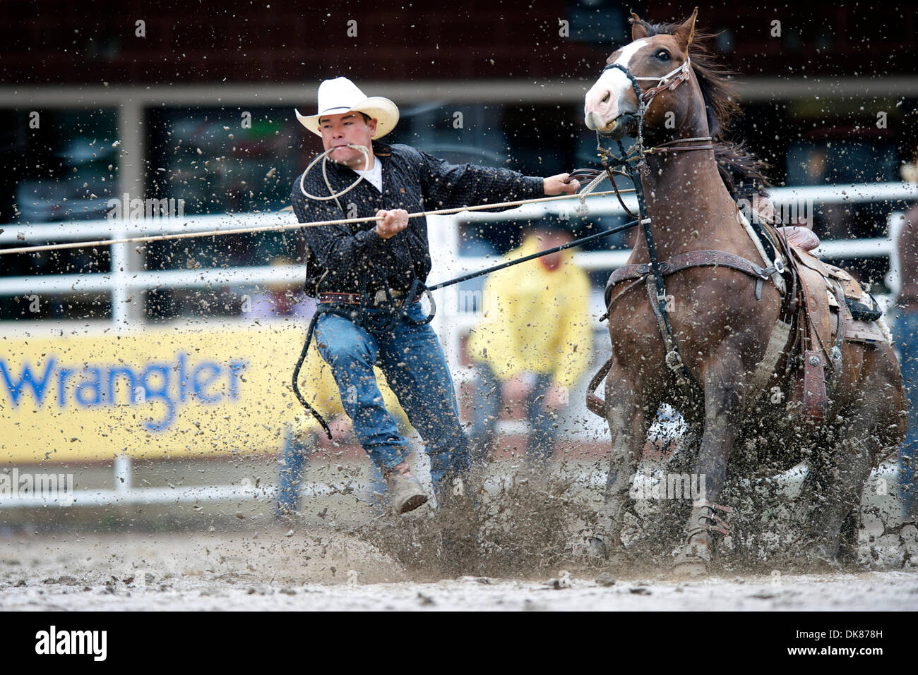 July 11, 2011 - Calgary, Alberta, Canada - Tie-down roper Matt Shiozawa ...