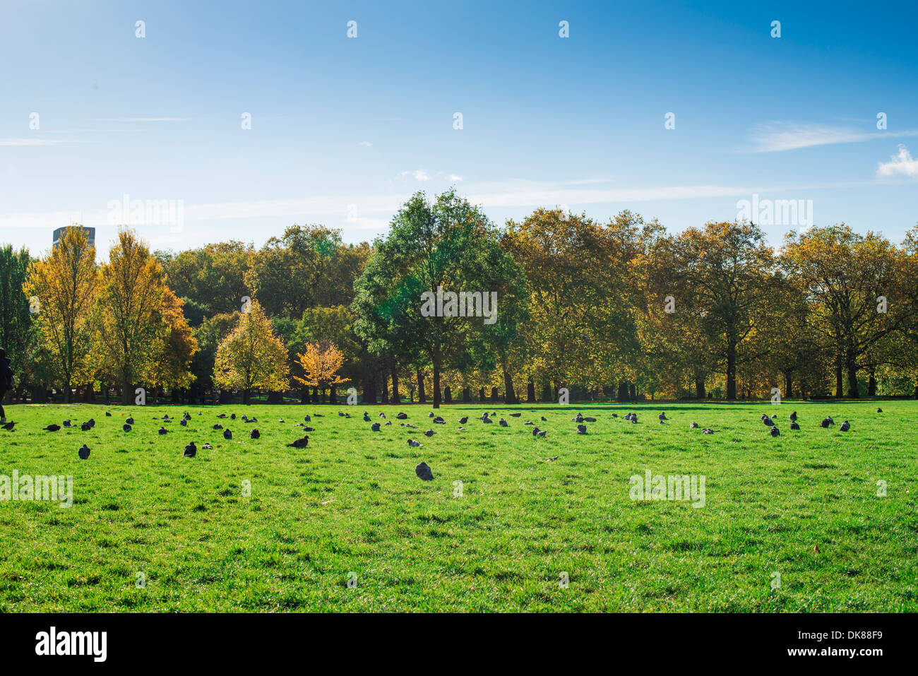 Green park in London. Birds on the grass Stock Photo - Alamy