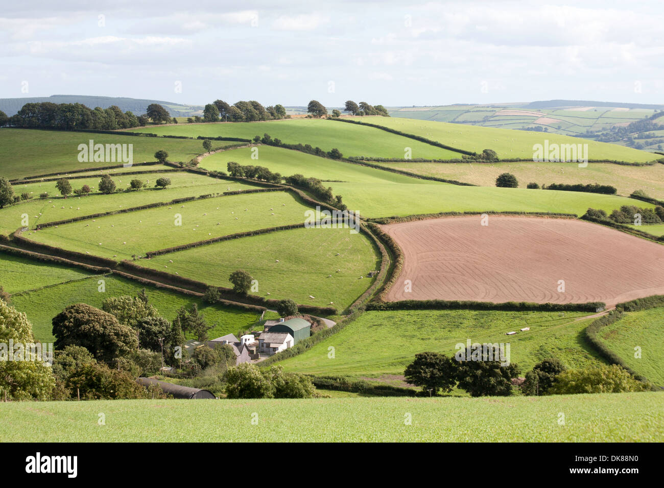 Newcastle Clun Forest High Resolution Stock Photography and Images - Alamy