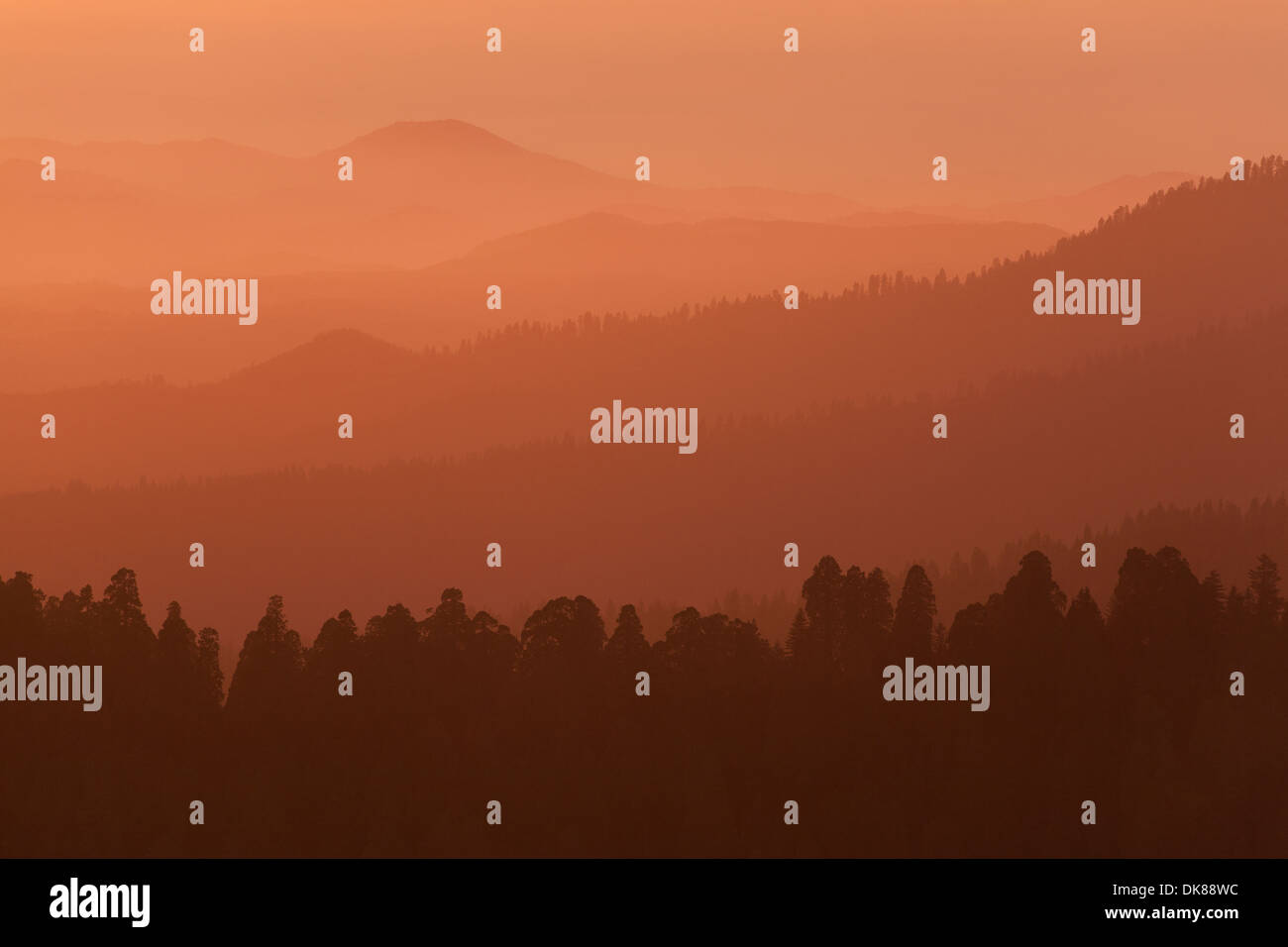 California sequoia silhouette hi-res stock photography and images - Alamy