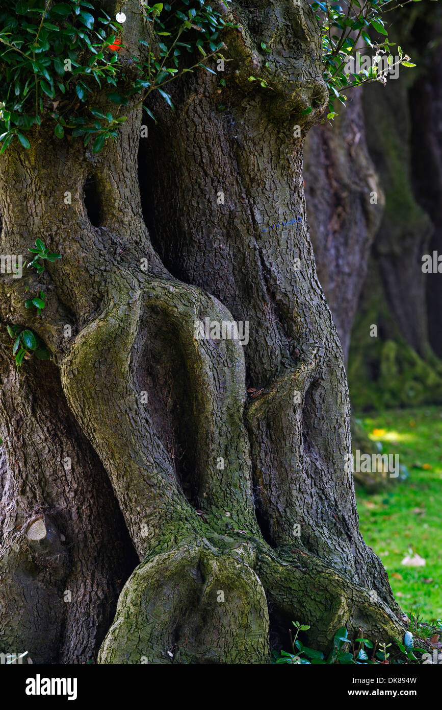Trunk of Holme Oak, Ilex Stock Photo - Alamy