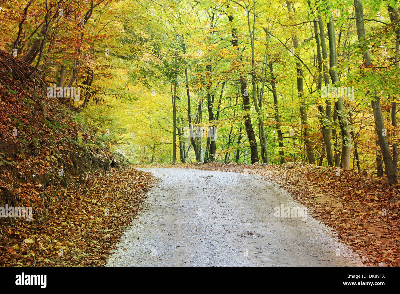 Leaves trees in forest hi-res stock photography and images - Alamy