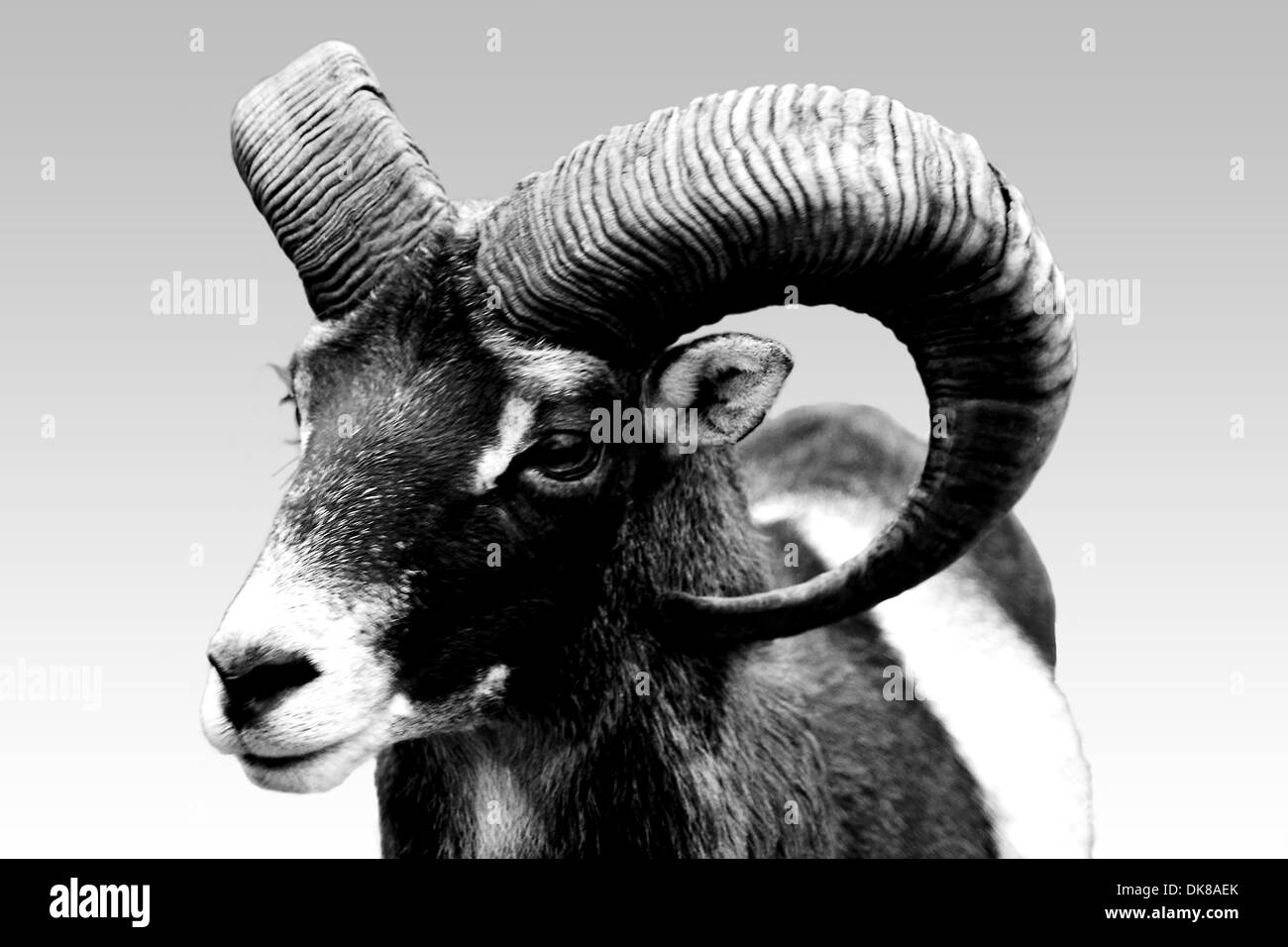 Ram Black and White Stock Photos & Images - Alamy