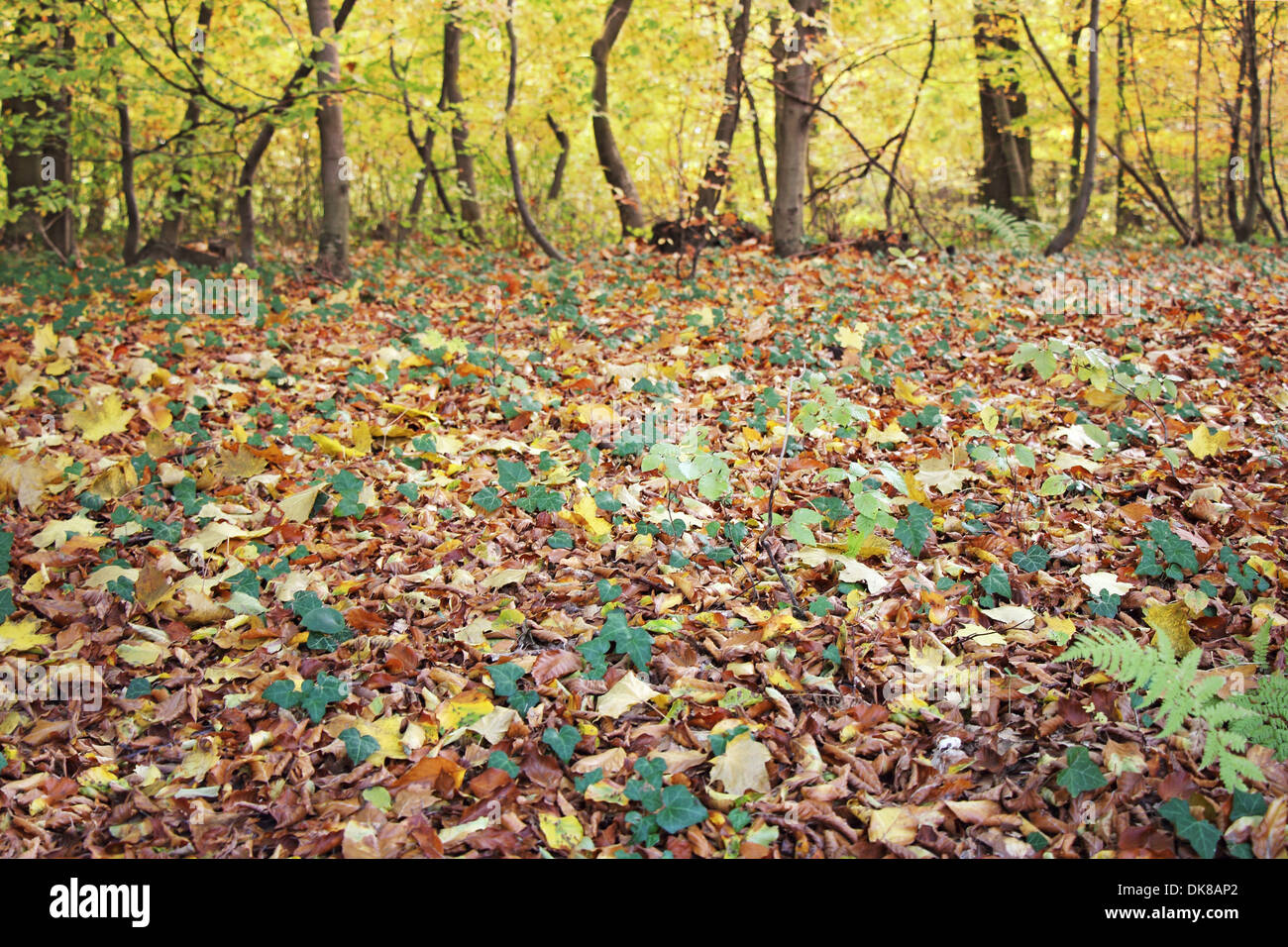 Colorful autumn trees and leaves in forest Stock Photo - Alamy
