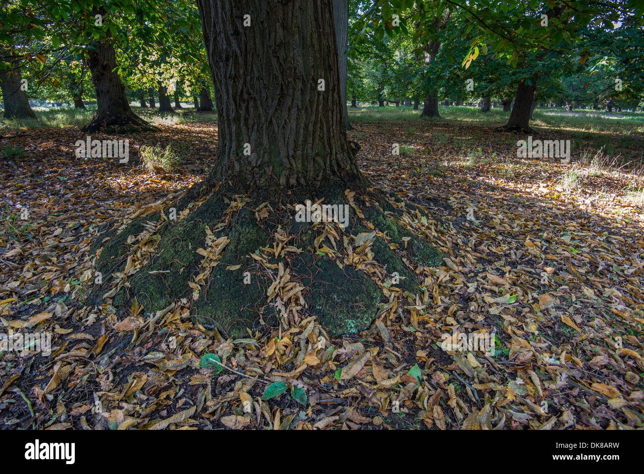 Mature sweet chestnut bark hi-res stock photography and images - Alamy