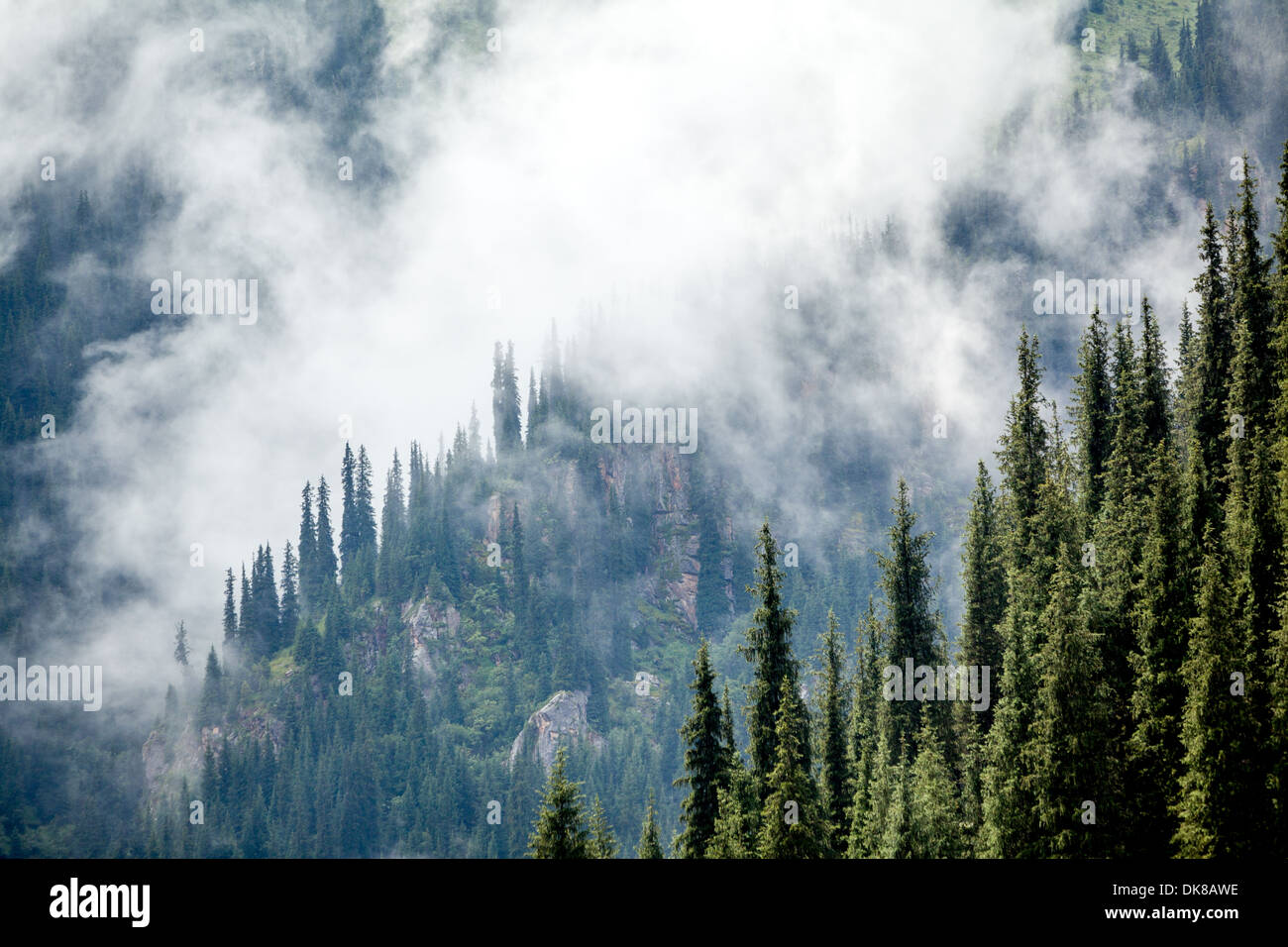 Trees covered with fog hi-res stock photography and images - Alamy