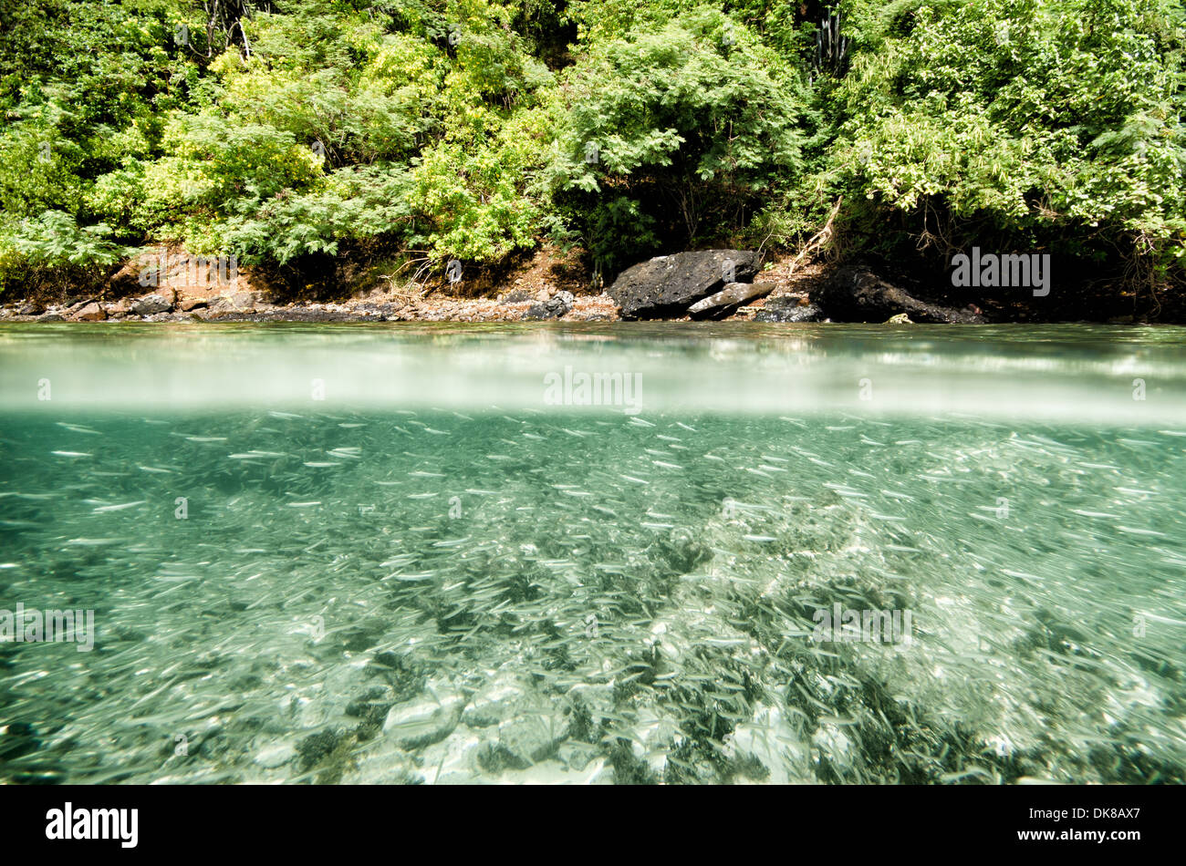 Maho Bay Split View Underwater Marine Life St John US Virgin Islands ...