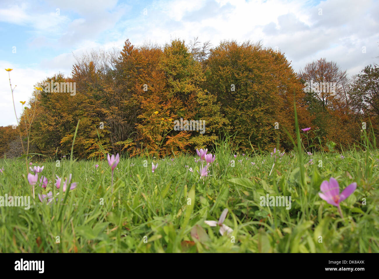 Field forest in background hi-res stock photography and images - Alamy