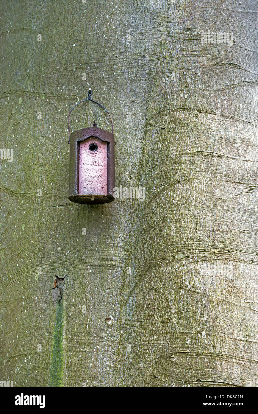 Concrete nest box on mature beech tree Stock Photo - Alamy