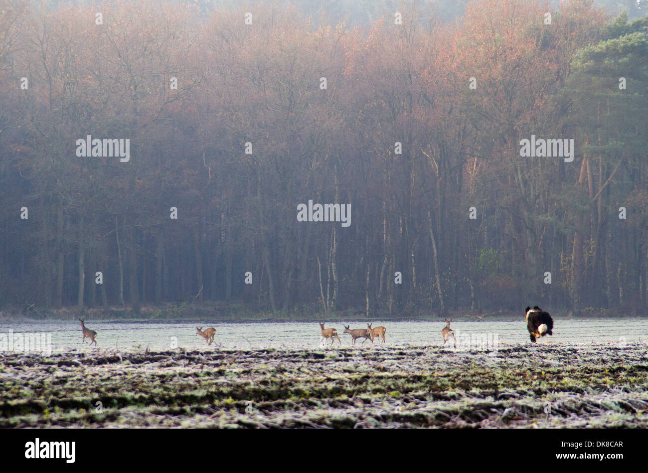 Roe deer chasing hi-res stock photography and images - Alamy
