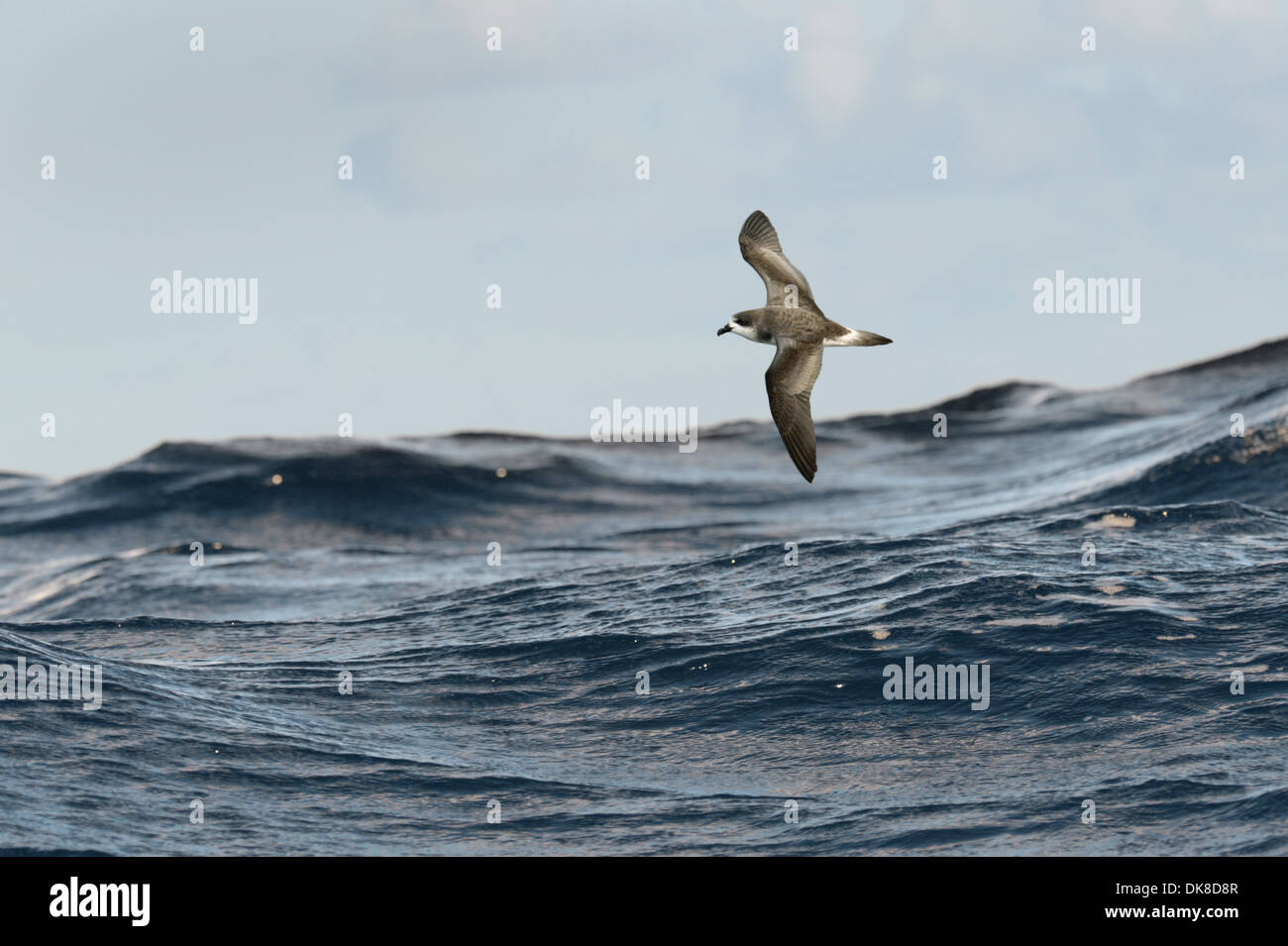 Cahow bermuda hi-res stock photography and images - Alamy