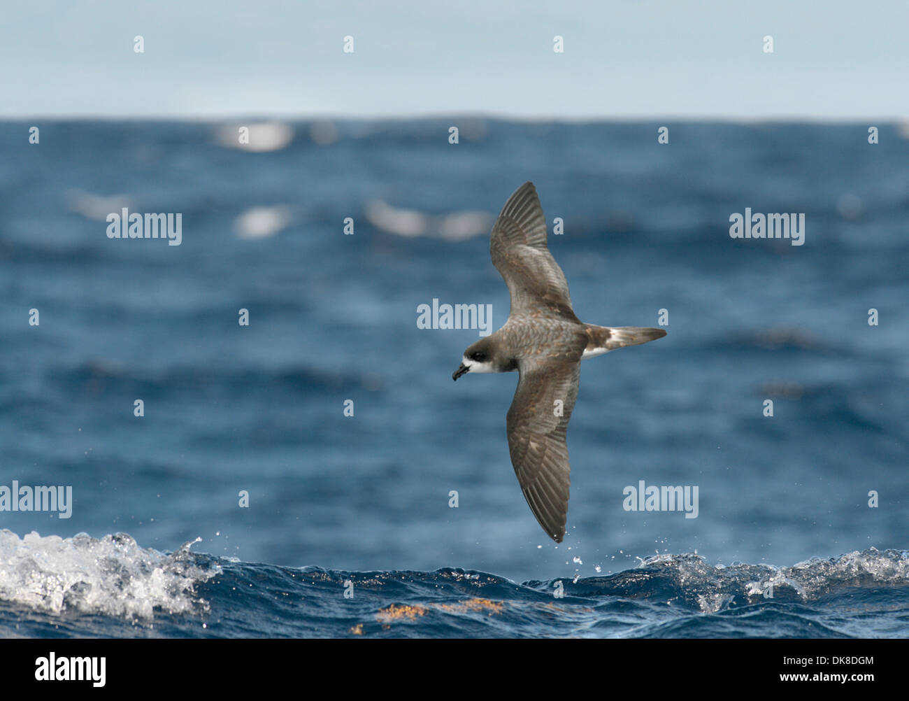 Bermuda Petrel - Pterodroma cahow Stock Photo - Alamy