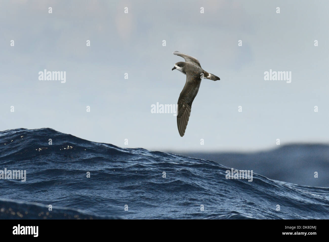 Bermuda Petrel - Pterodroma cahow Stock Photo - Alamy