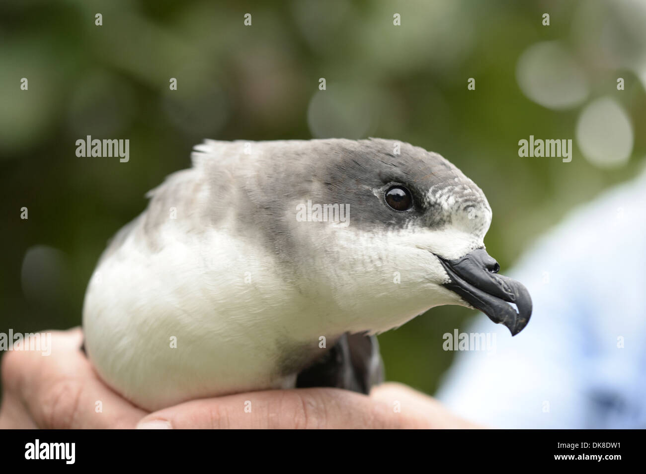Bermuda Petrel - Pterodroma cahow being handled by Jeremy Madeiros ...