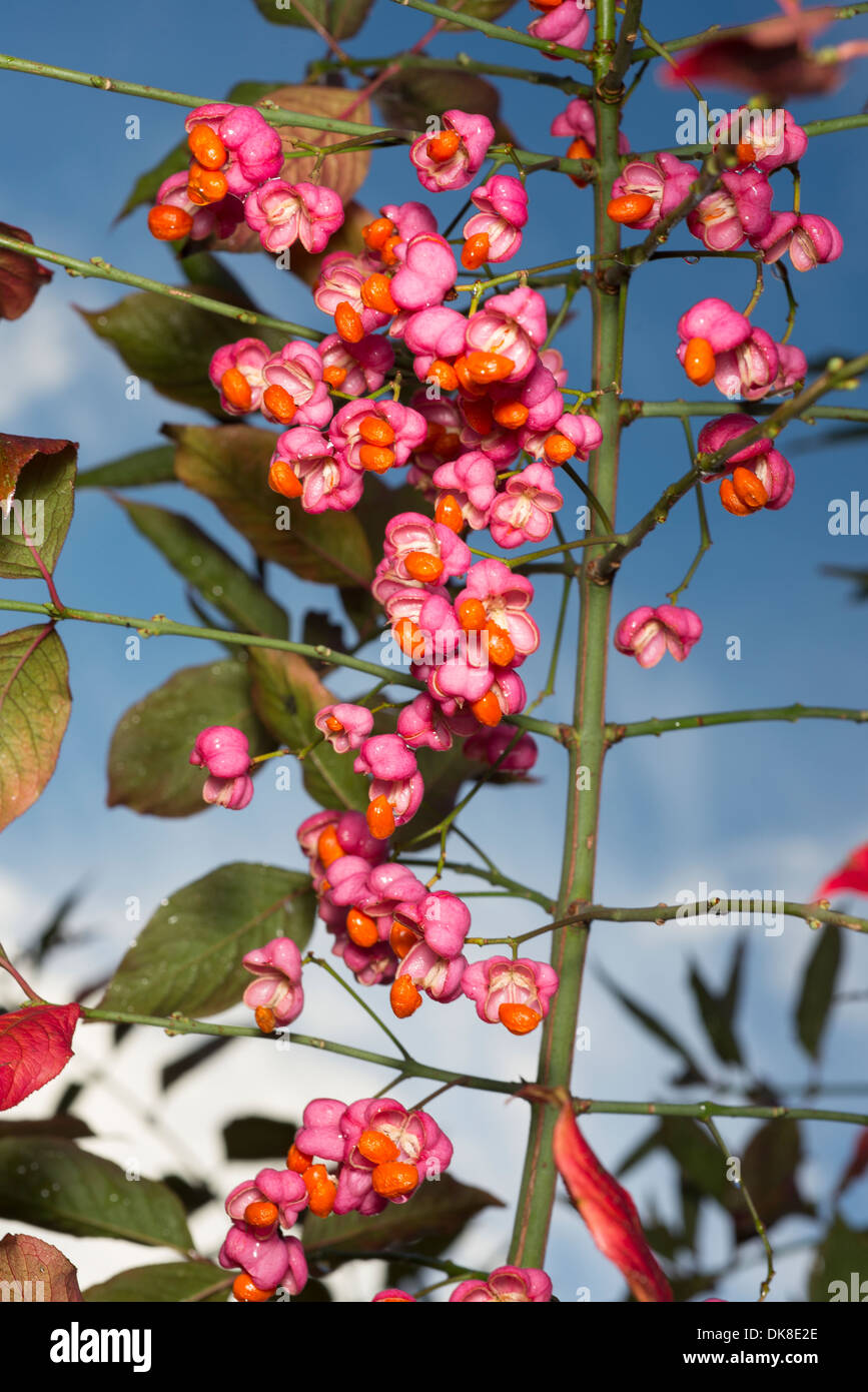Euonymus europaeus (spindle, European spindle, common spindle Stock ...