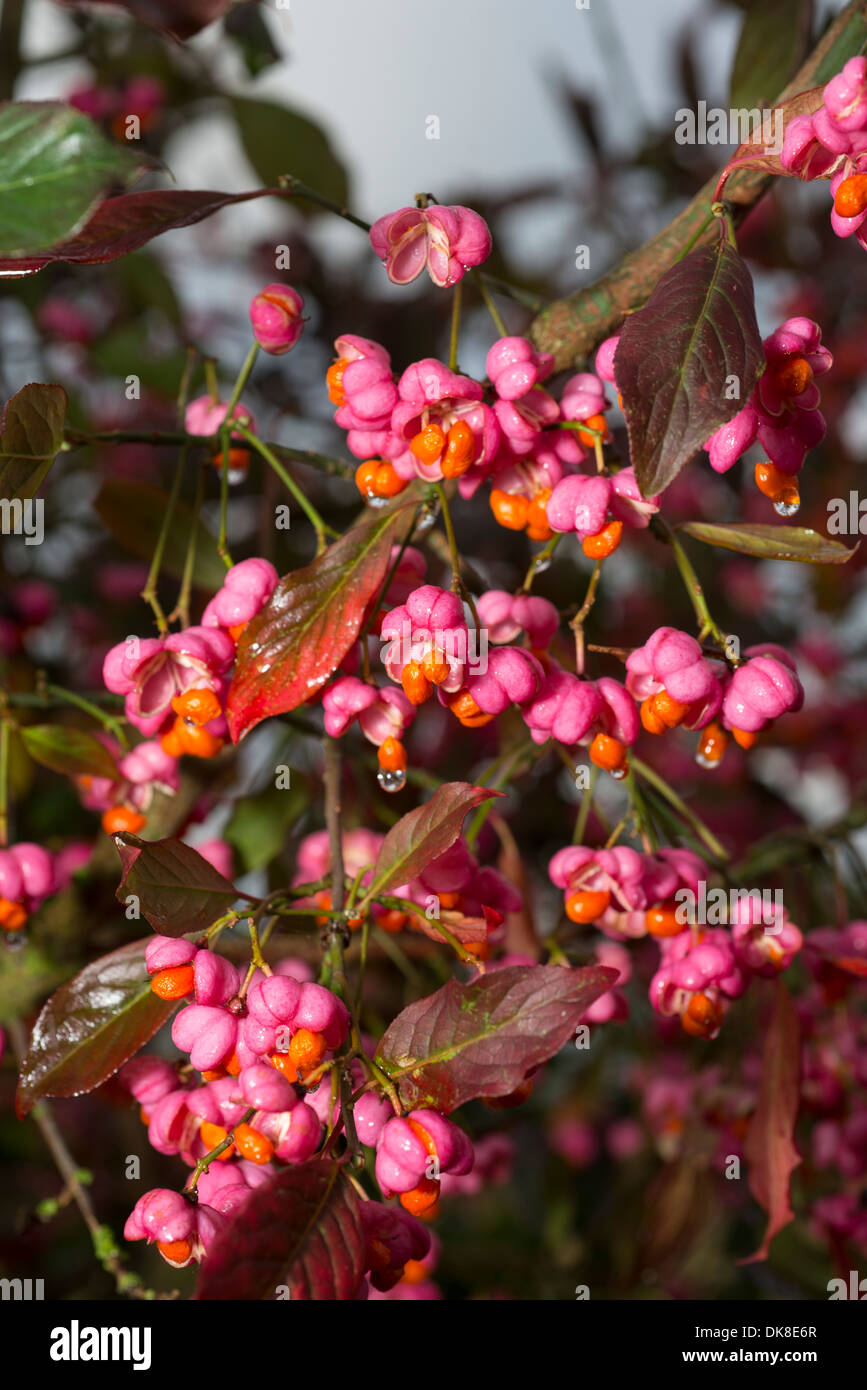 Euonymus Europaeus Spindle European Spindle High Resolution Stock ...