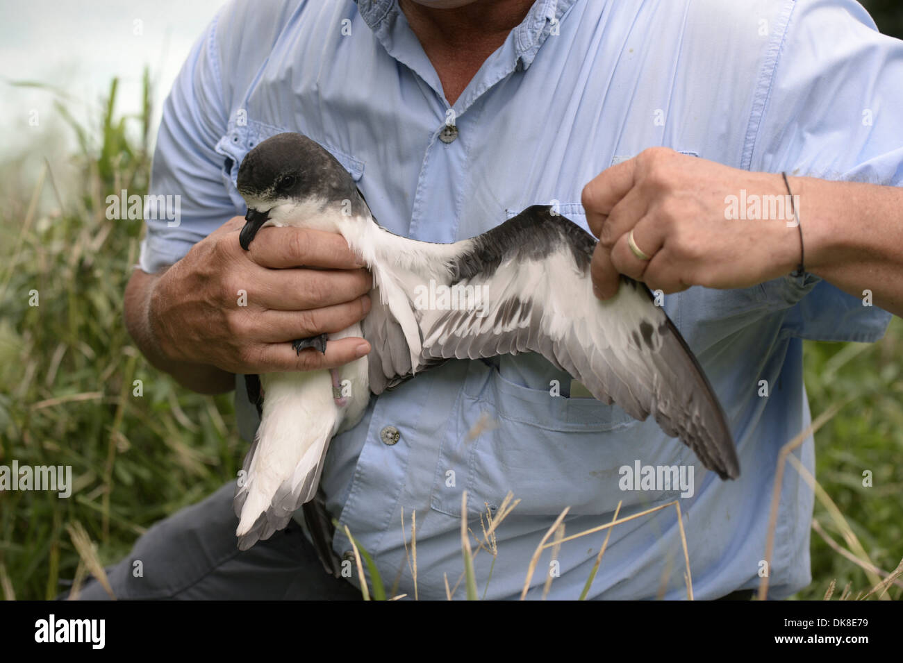 Bermuda Petrel - Pterodroma cahow being handled by Jeremy Madeiros ...
