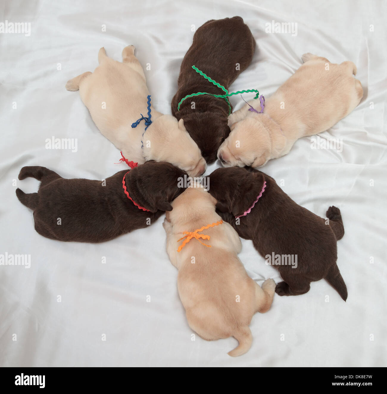 six labrador retriever puppies (one week old Stock Photo - Alamy