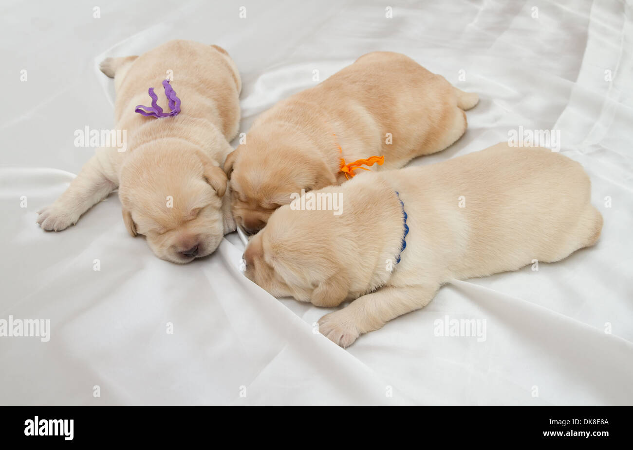 Labrador retriever group hi-res stock photography and images - Alamy