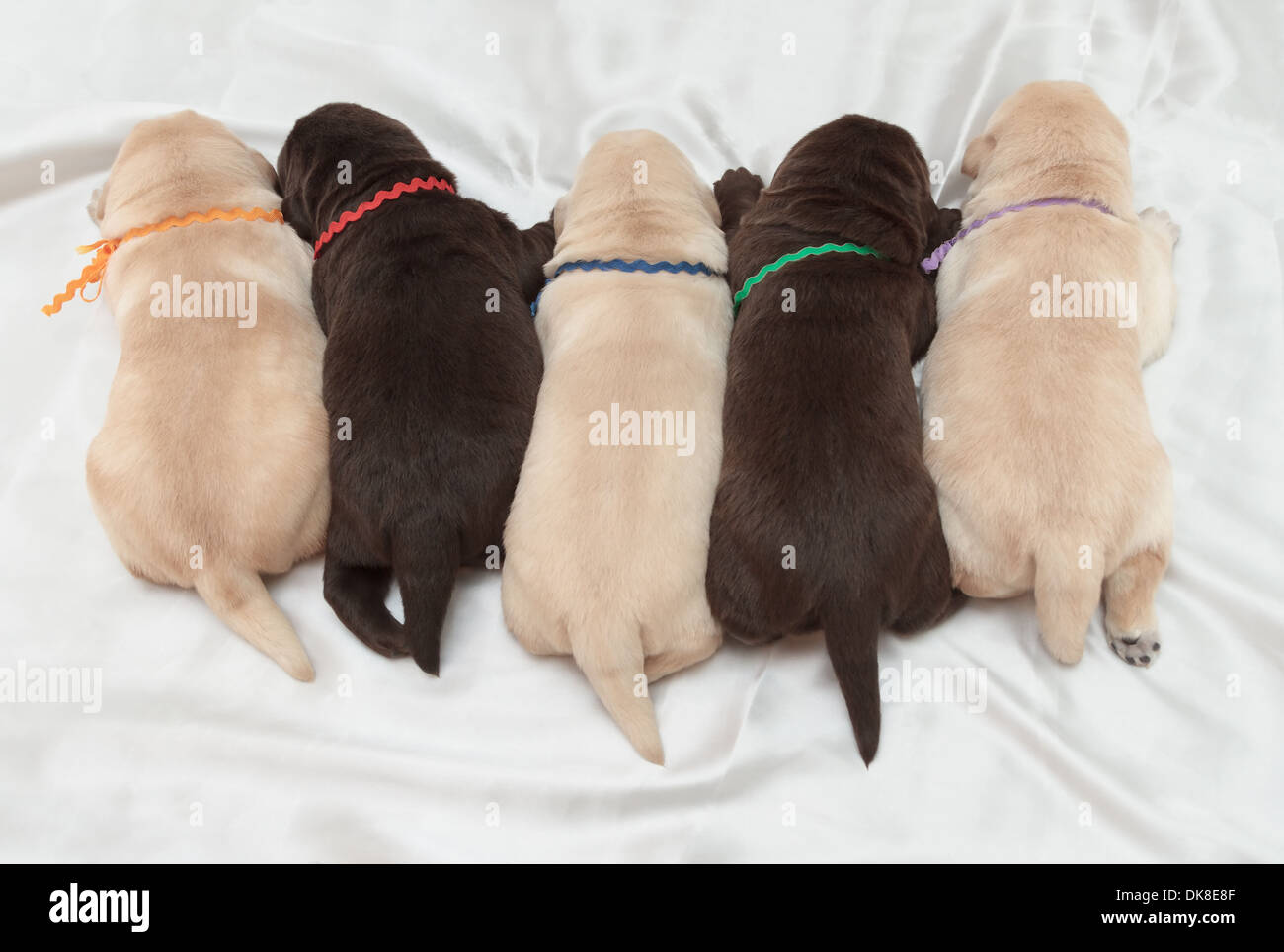 Five week old puppies hi-res stock photography and images - Alamy