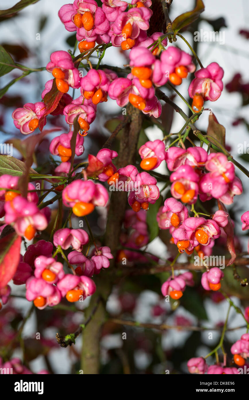 Euonymus europaeus (spindle, European spindle, common spindle Stock ...