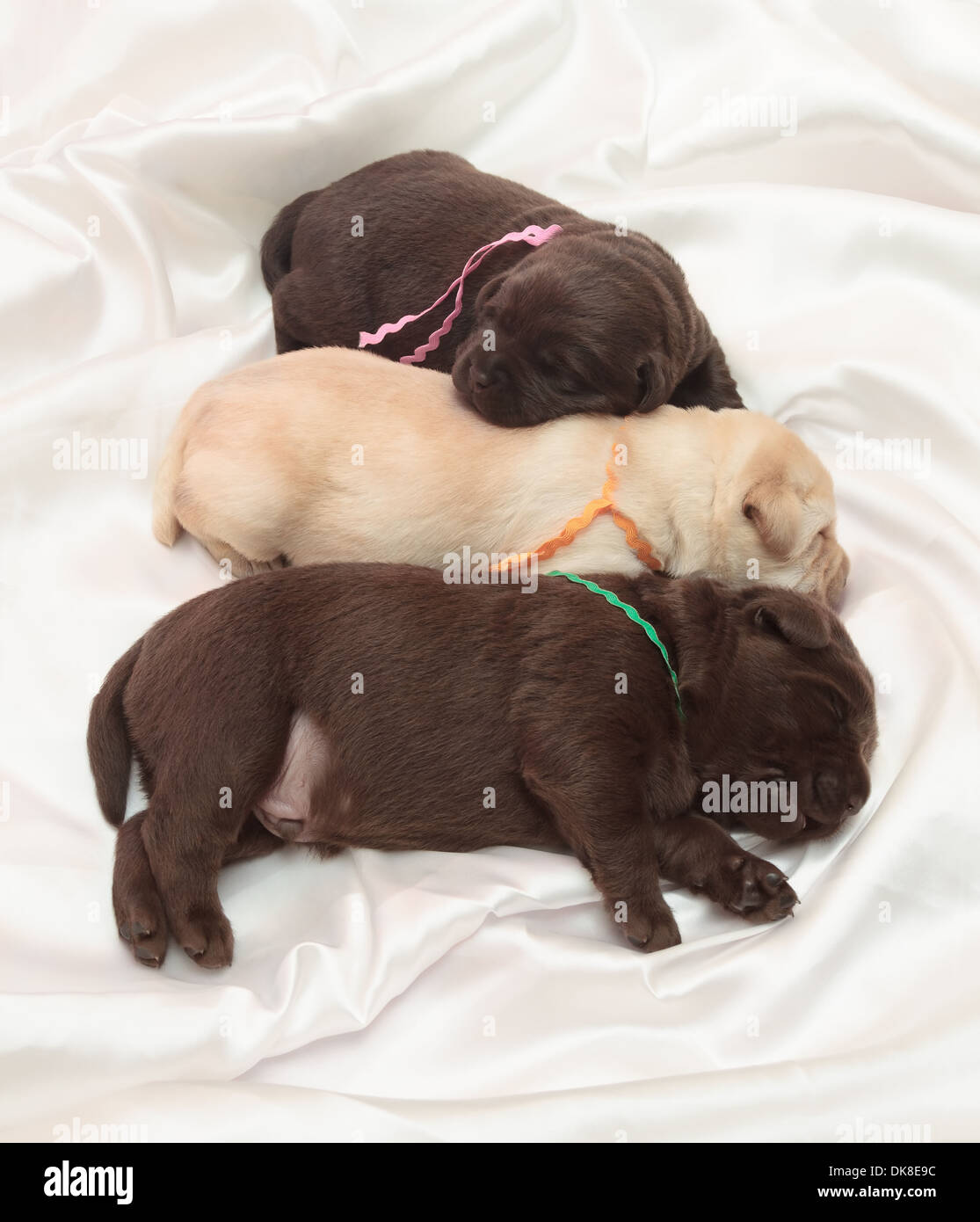 Newborn golden retriever puppies hi-res stock photography and images ...