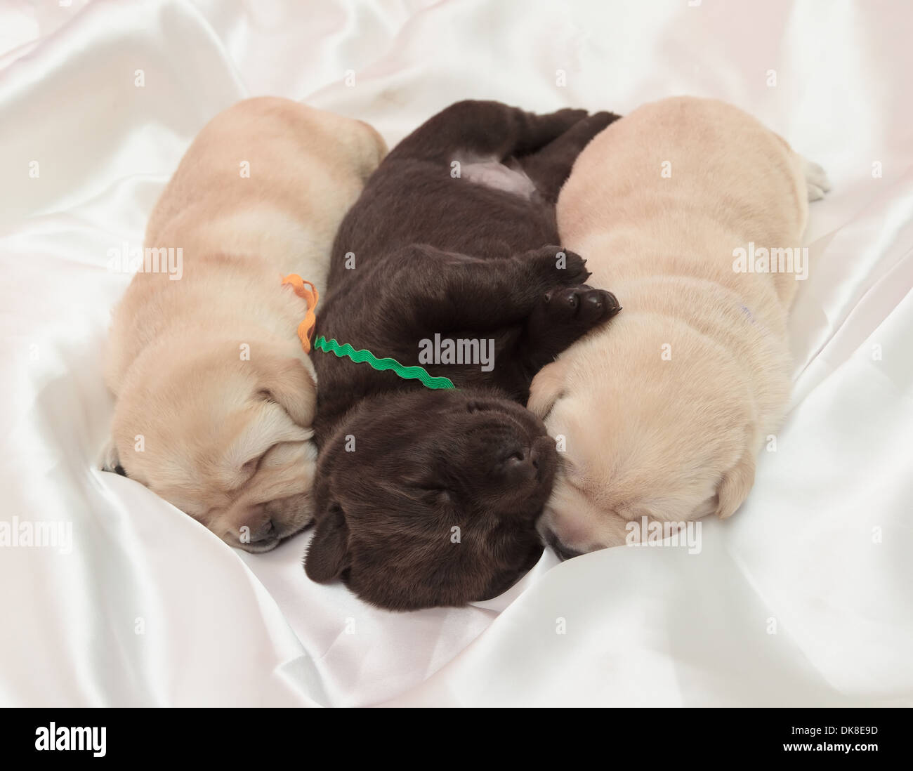 Three labrador retriever puppies hi-res stock photography and images ...