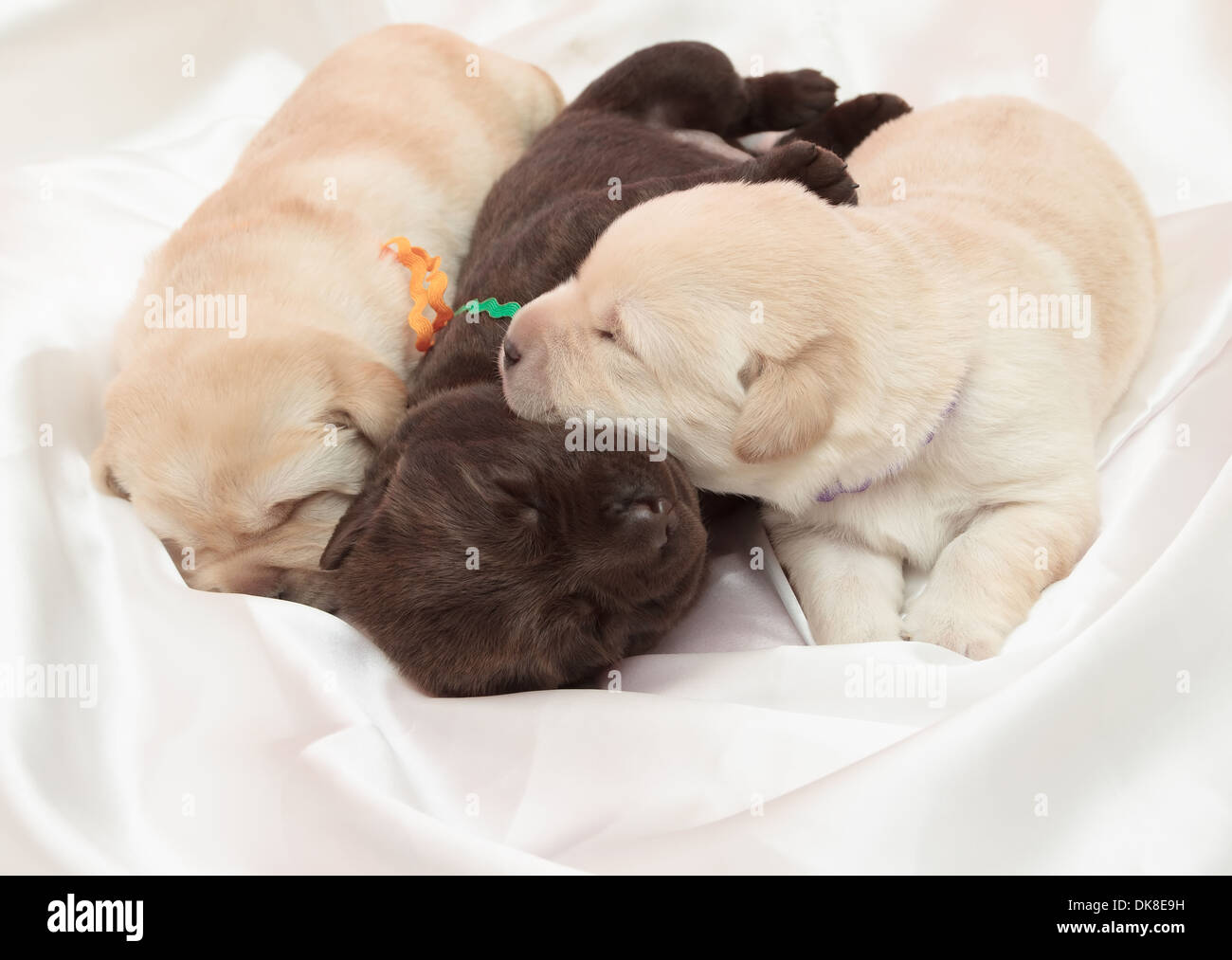 three labrador retriever puppies (one week old Stock Photo - Alamy