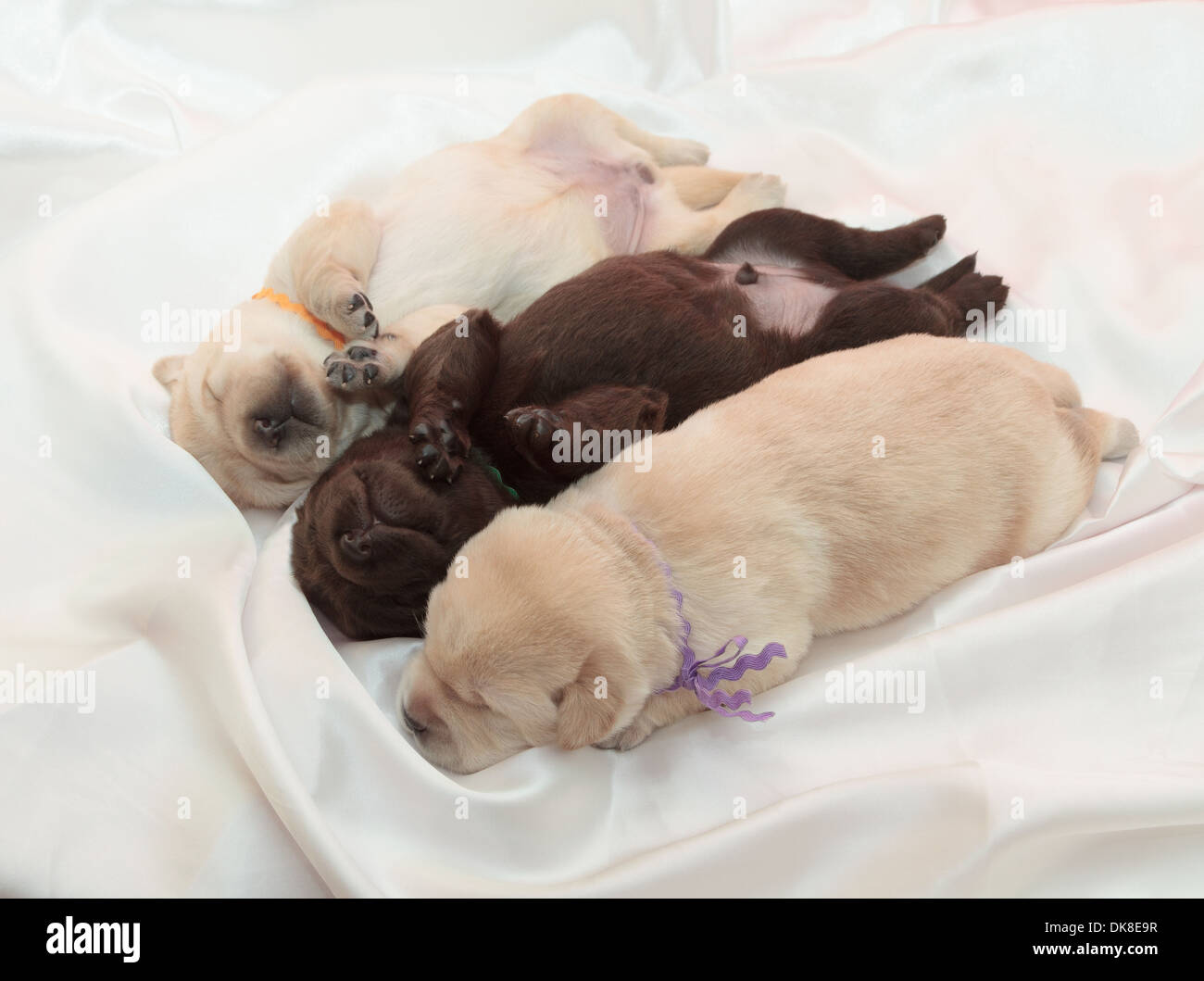 Three labrador hi-res stock photography and images - Alamy