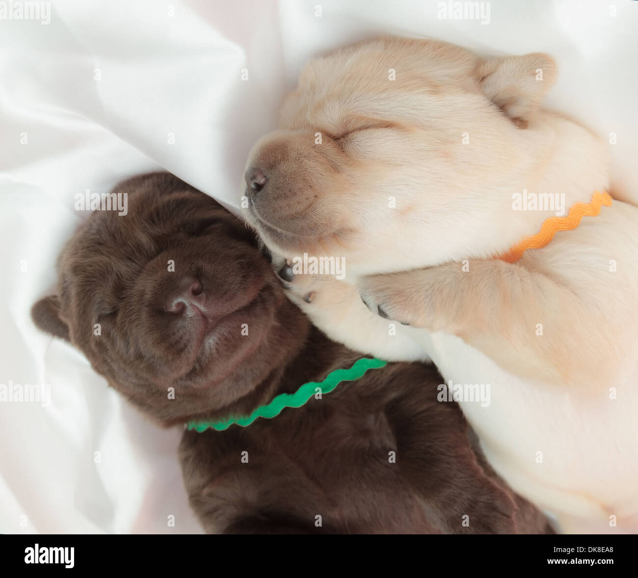 Newborn golden retriever puppies hi-res stock photography and images ...