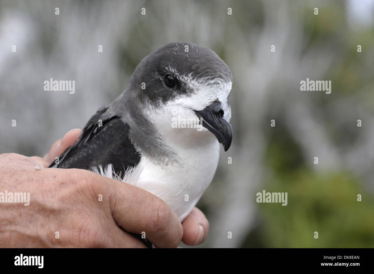Bermuda Petrel - Pterodroma cahow being handled by Jeremy Madeiros ...