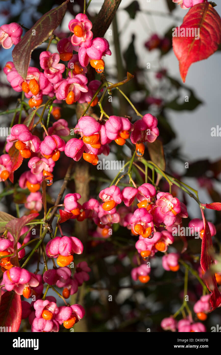 Euonymus europaeus (spindle, European spindle, common spindle Stock ...