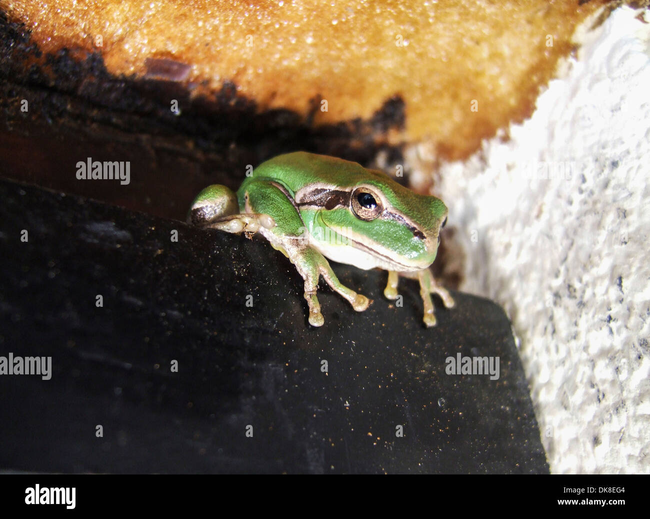Mediterranean tree frog Stock Photo - Alamy