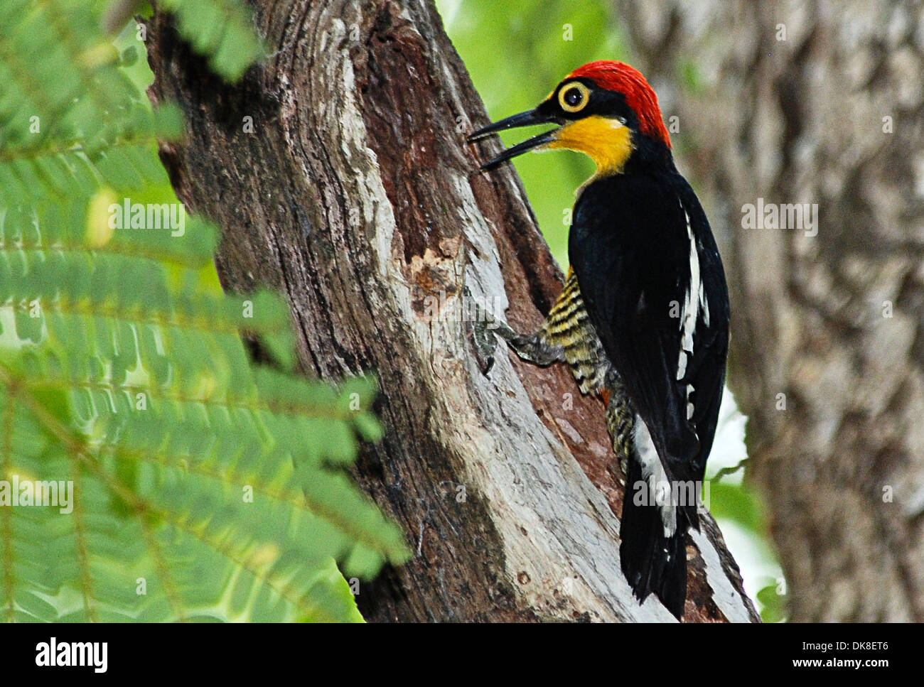 Yellow-fronted Woodpecker ( Melanerpes flavifrons ) Rio de Janeiro ...