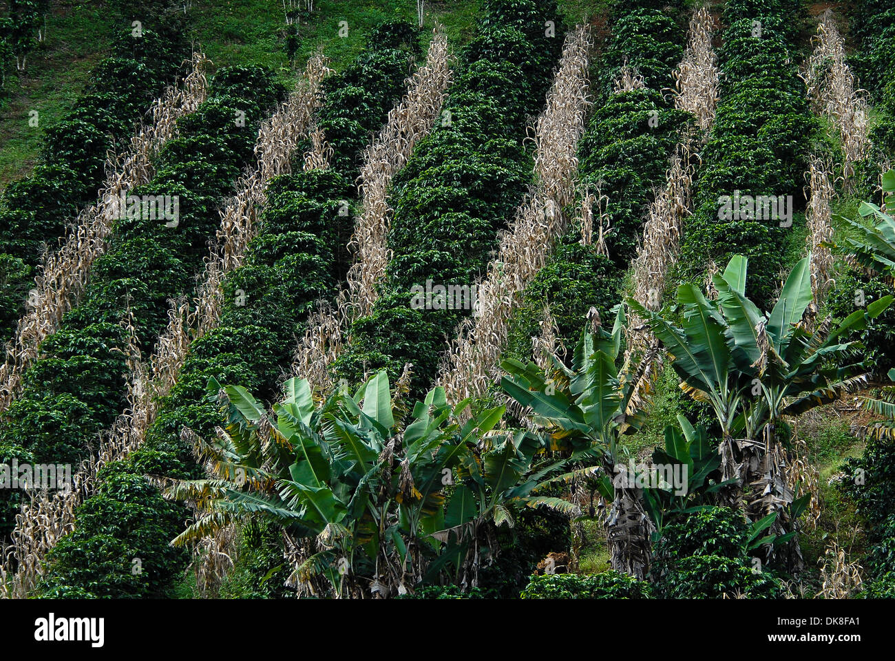 Strip cropping hi-res stock photography and images - Alamy