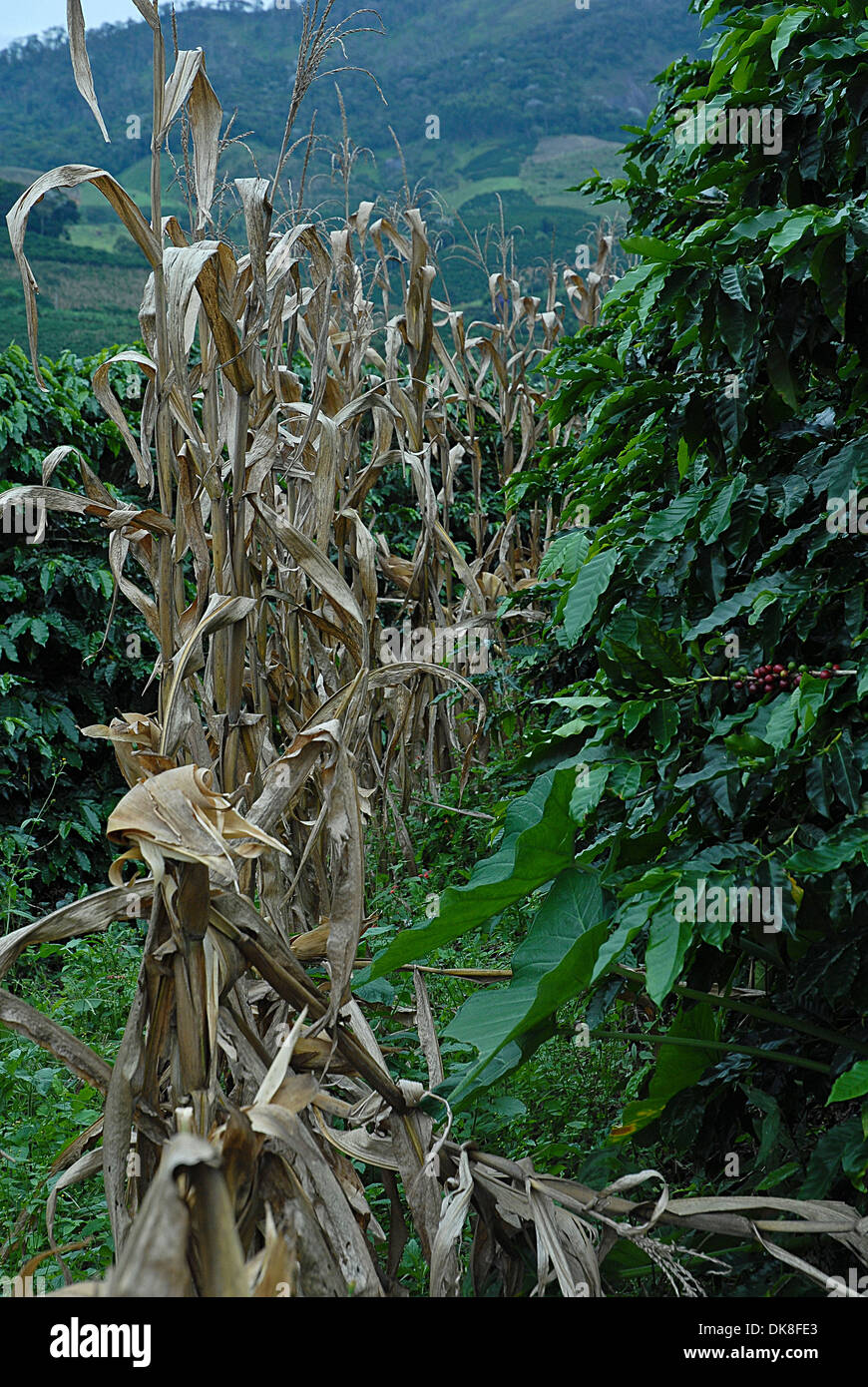 Alley cropping hi-res stock photography and images - Alamy