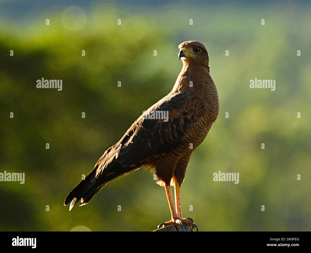 Raptor bird not owl hi-res stock photography and images - Alamy