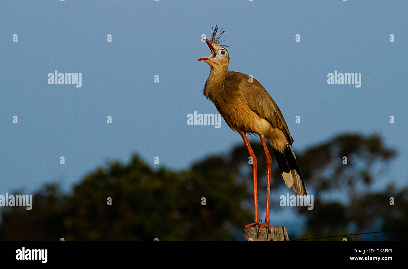 The Red-legged Seriema or Crested Cariama ( Cariama cristata ) is a ...