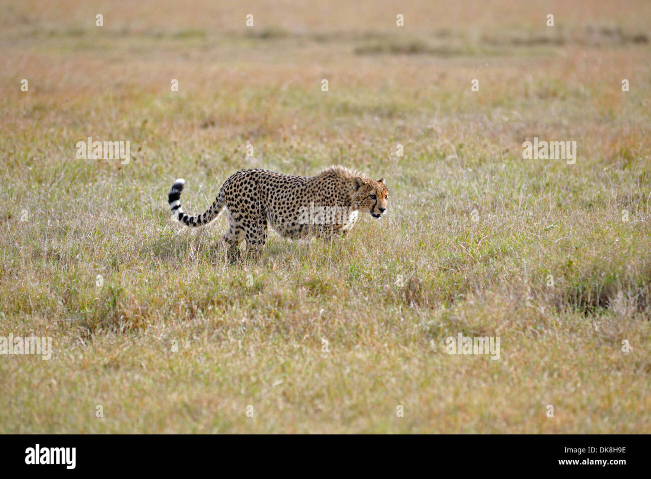 cheetah in the savanna of africa Stock Photo - Alamy