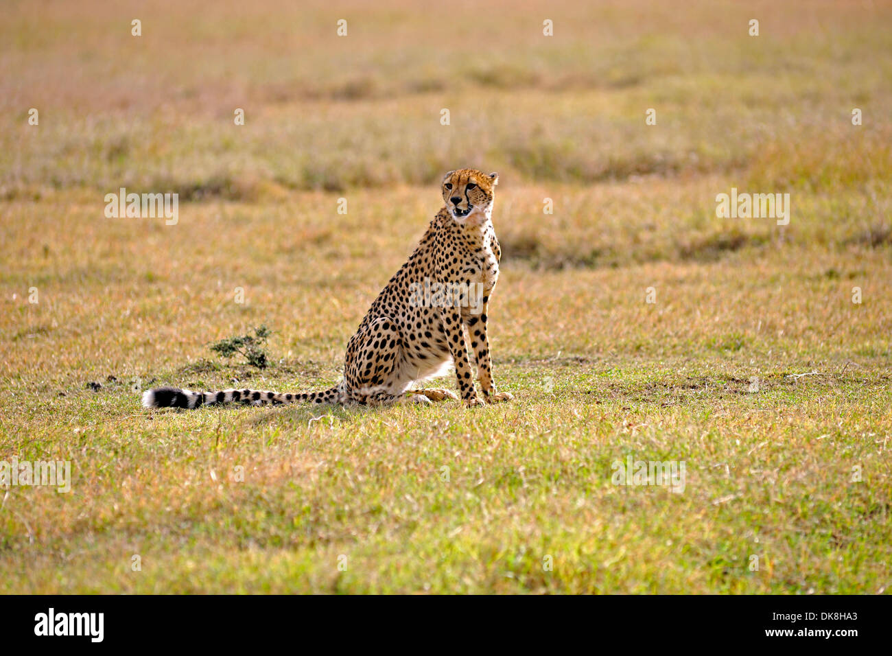 cheetah in the savanna of africa Stock Photo - Alamy