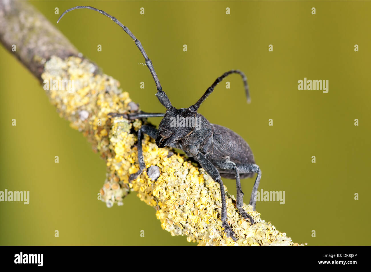 Horizontal portrait of Morimus asper on a branch with nice out of focus ...