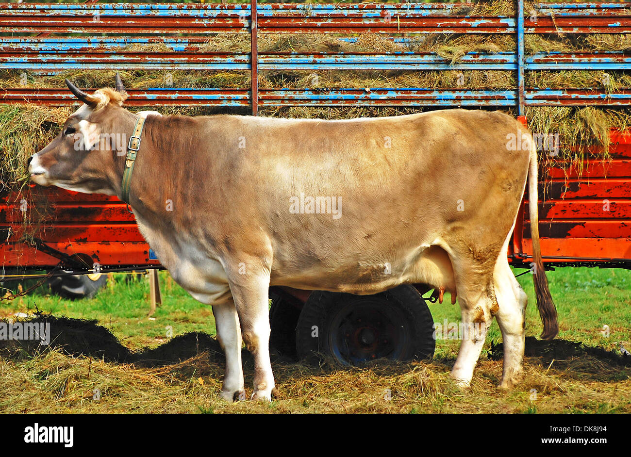 Cow eats hay in a farm Stock Photo - Alamy