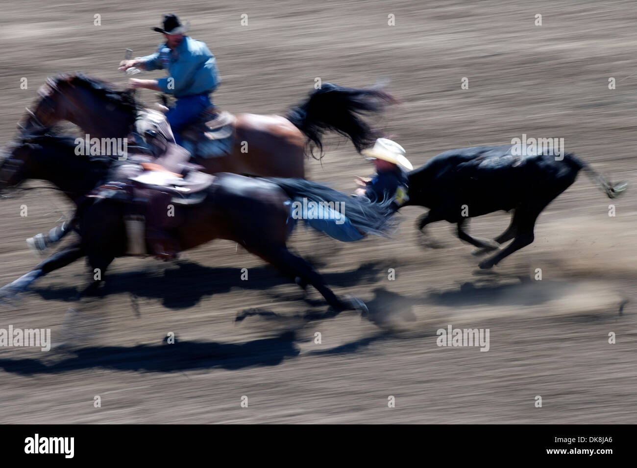 July 24, 2011 - Salinas, California, U.S - Steer wrestler Levi Rosser ...