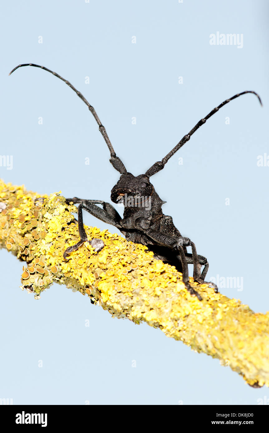 Vertical portrait of Morimus asper on a branch with nice sky background ...
