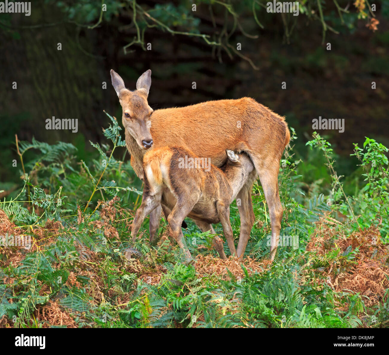 Red deer, Cervus elaphus hind with fawn Stock Photo - Alamy