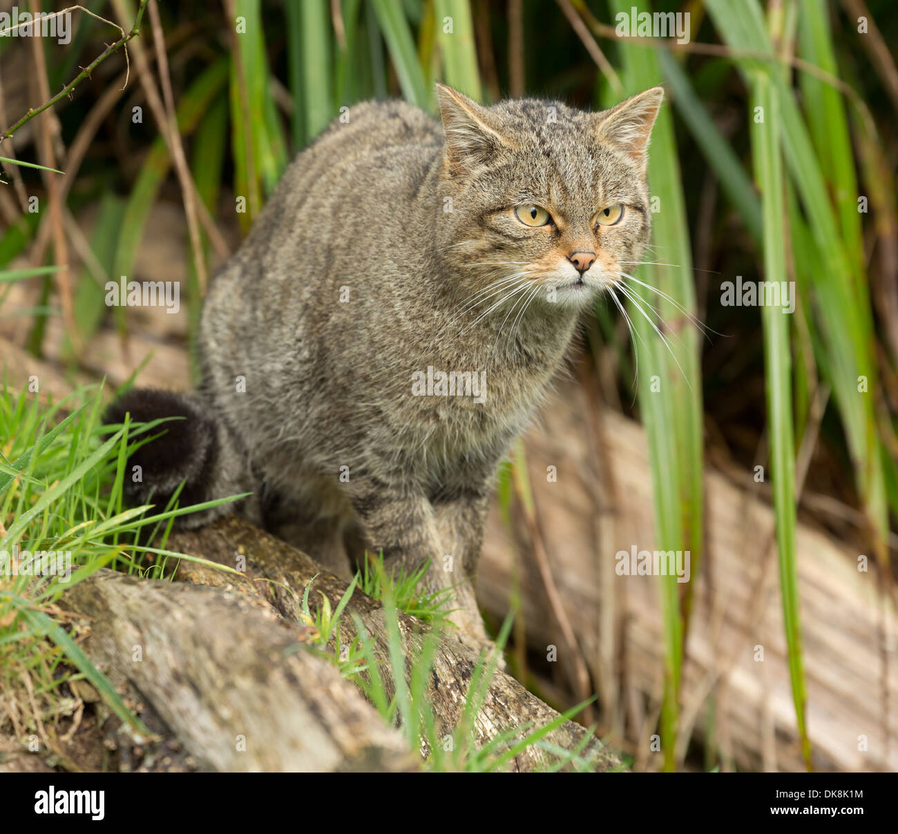 Scottish wildcat, Felis silvestris, adult Stock Photo - Alamy